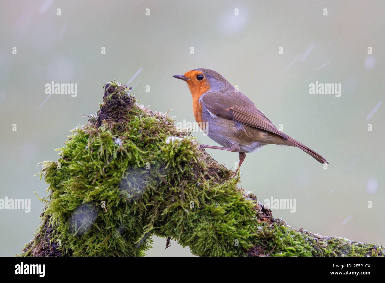 Robin, searching for food in a garden Stock Photo - Alamy