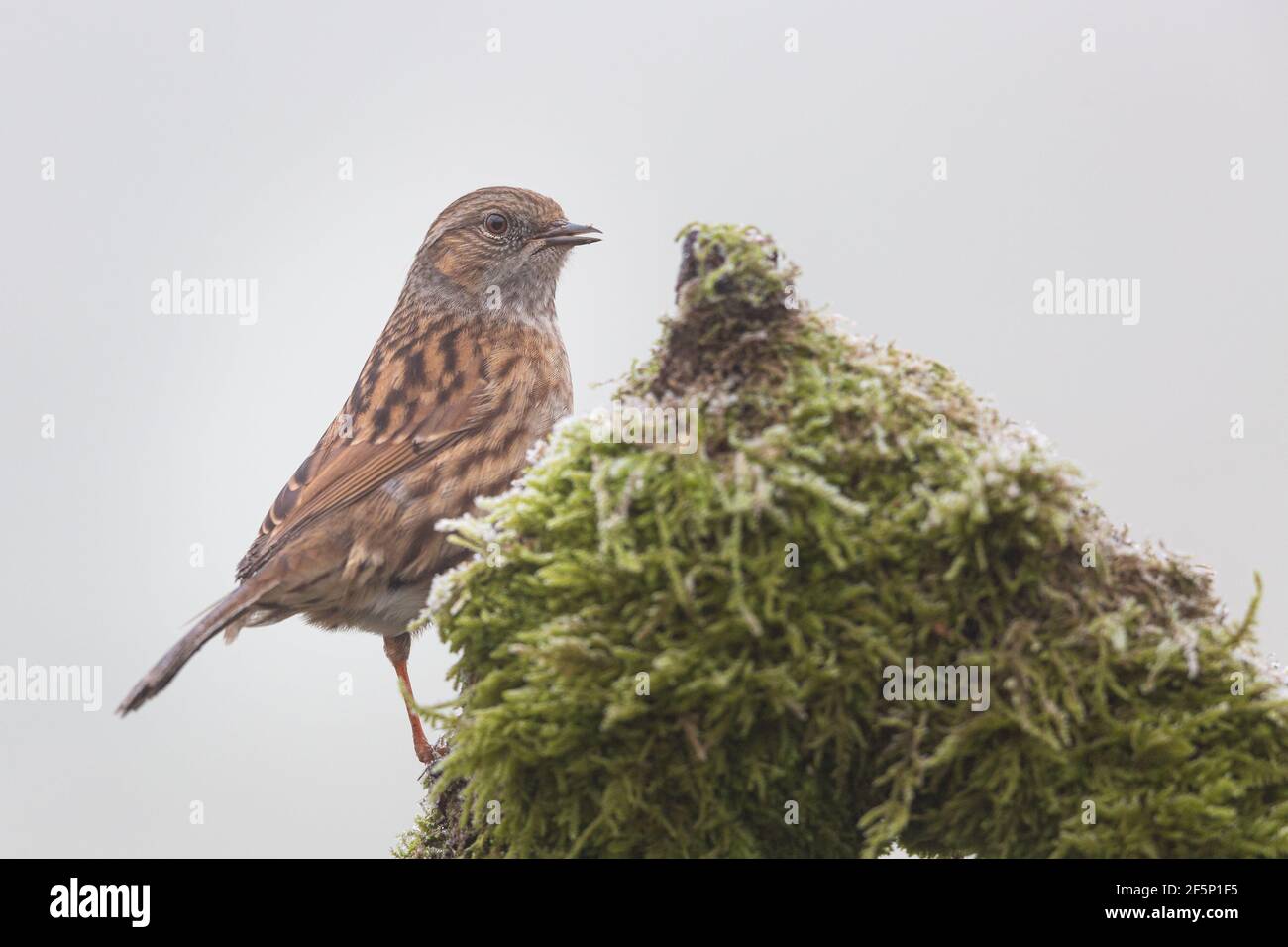 Dunnock british birds hi-res stock photography and images - Alamy