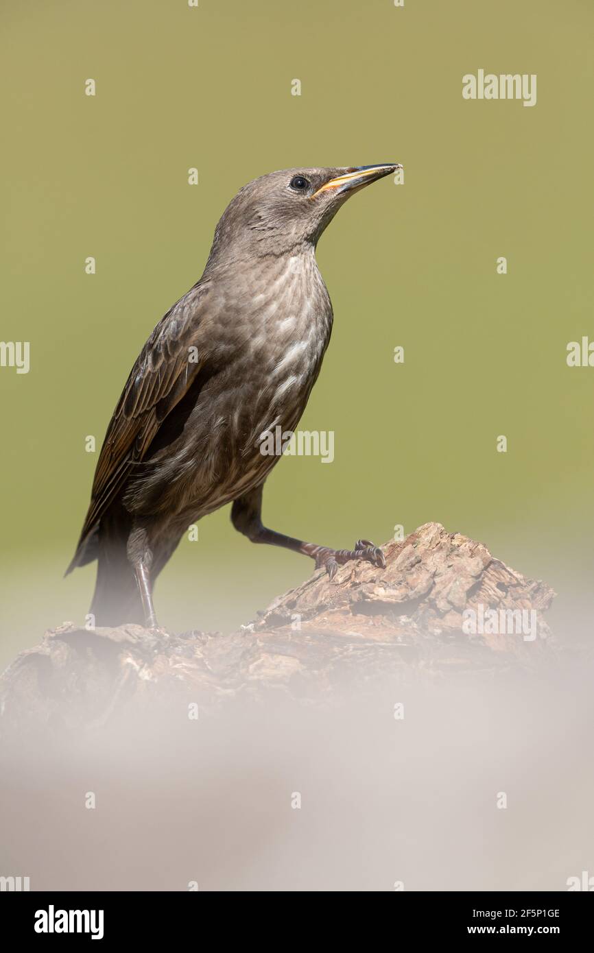 Juvenile european starlings sturnus hi-res stock photography and images ...