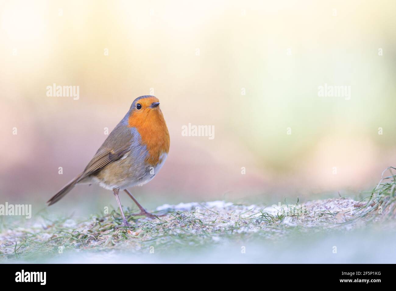 Robin redbreast searching for food hi-res stock photography and images ...