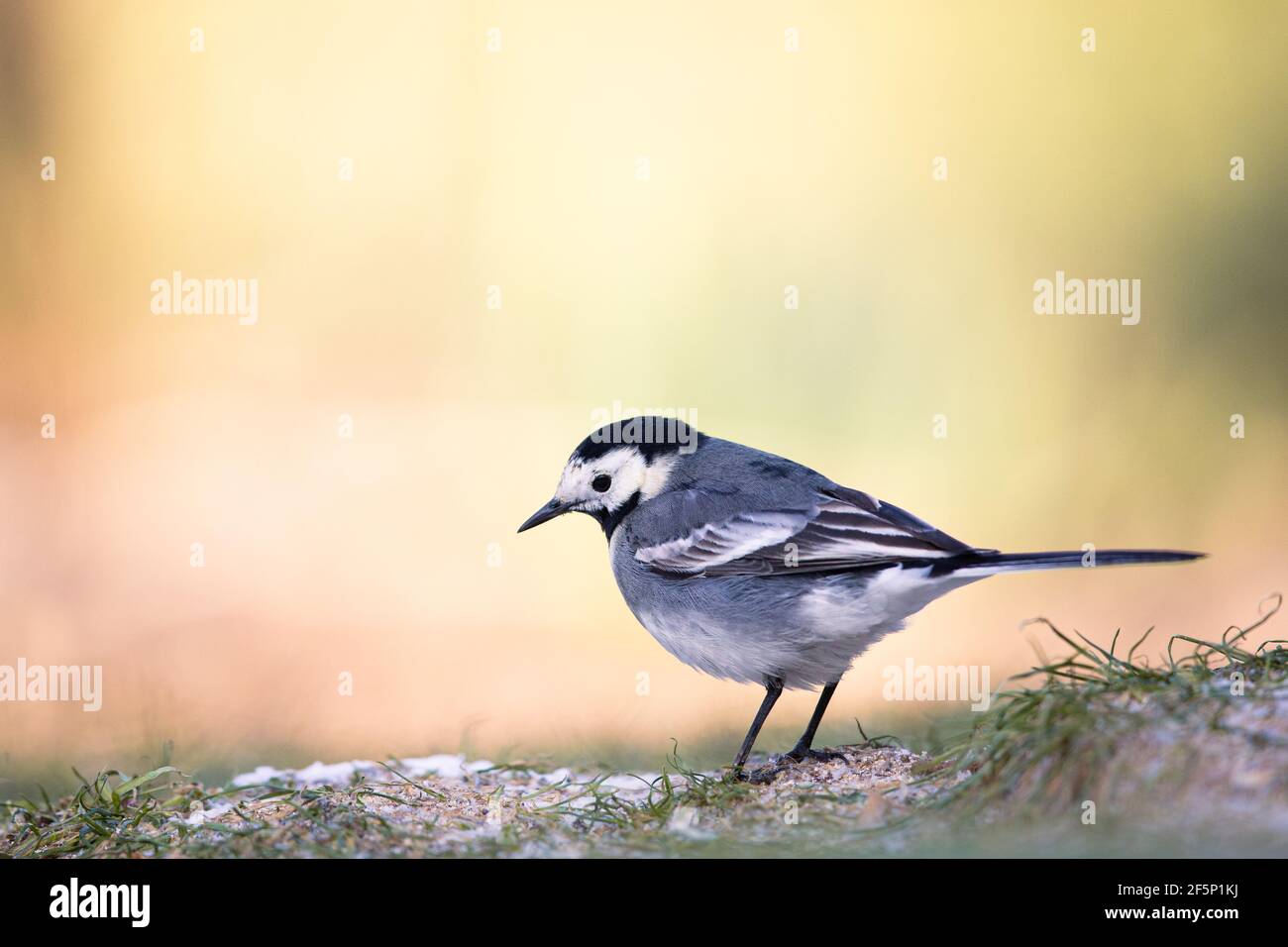 Pied Wagtail searching for food Stock Photo - Alamy