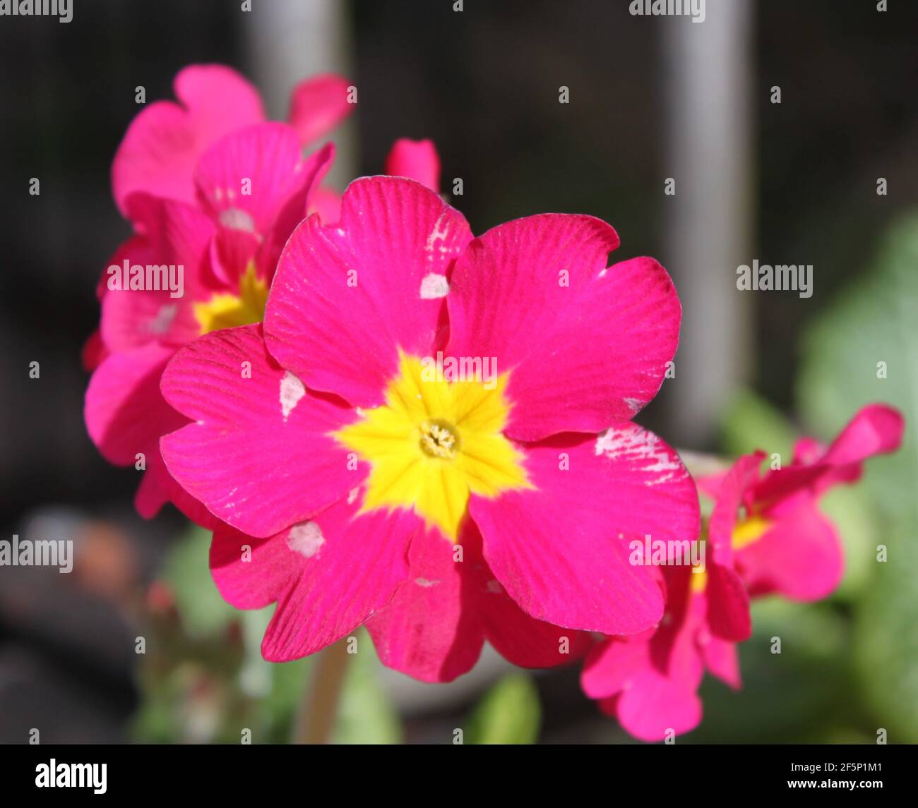 Open flowers in sunshine hi-res stock photography and images - Alamy