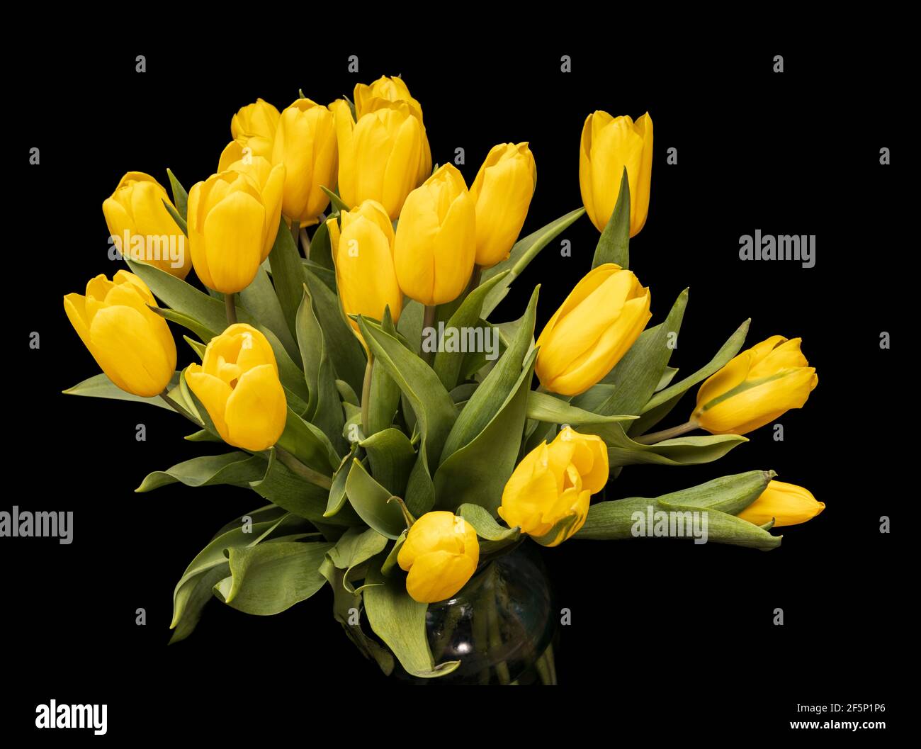 yellow tulips in a glass vase on a black background. beautiful flowers ...