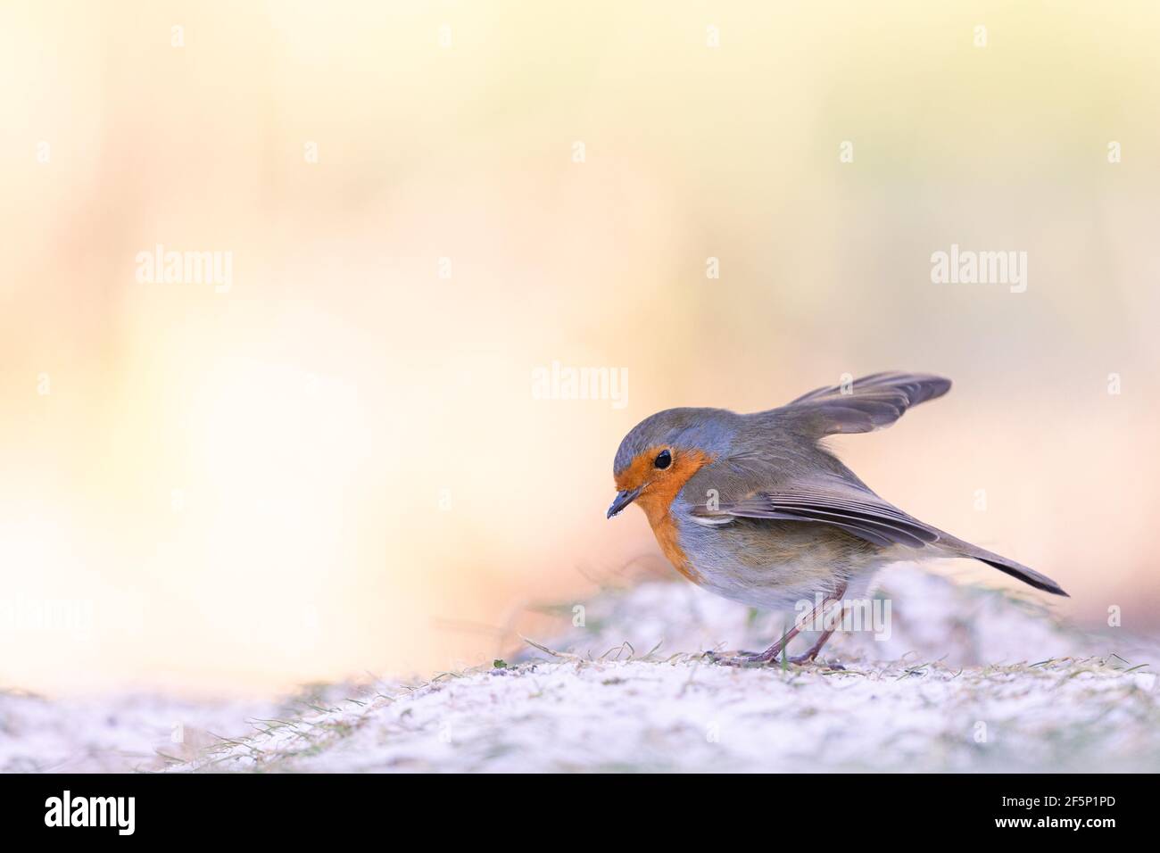 Robin foraging for food hi-res stock photography and images - Alamy