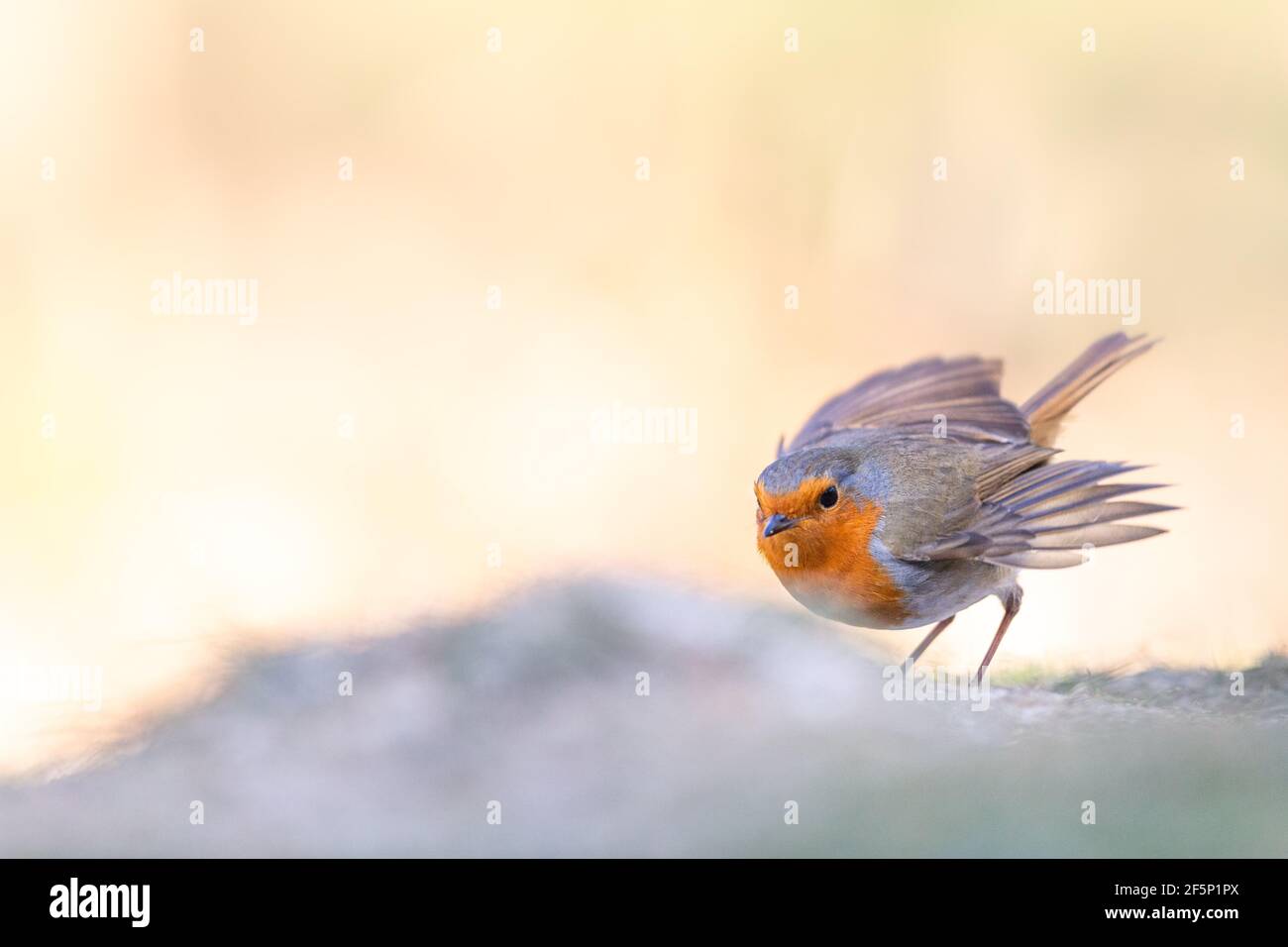 Robin foraging for food hi-res stock photography and images - Alamy