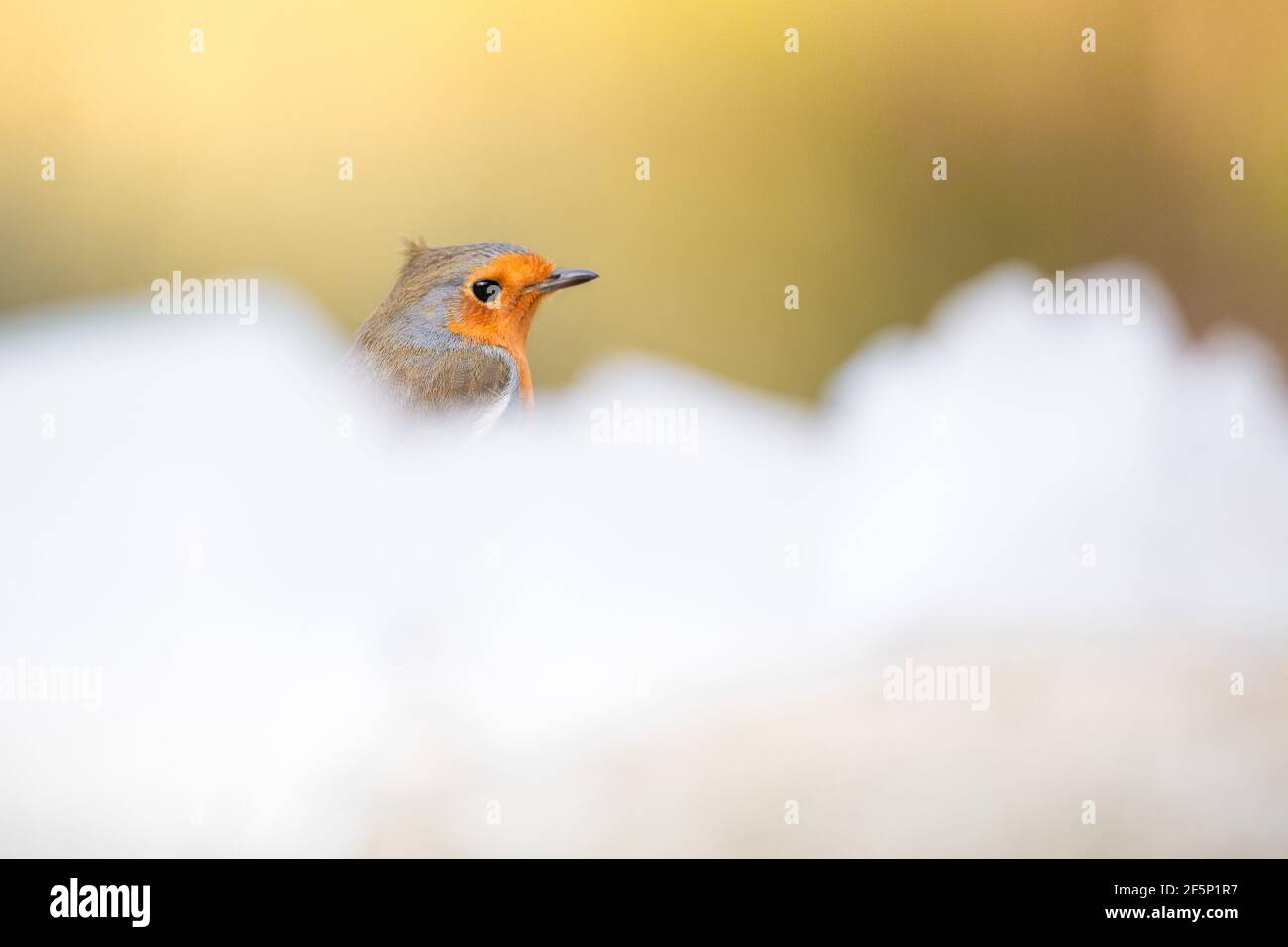 Robin searching for food in snow hi-res stock photography and images ...