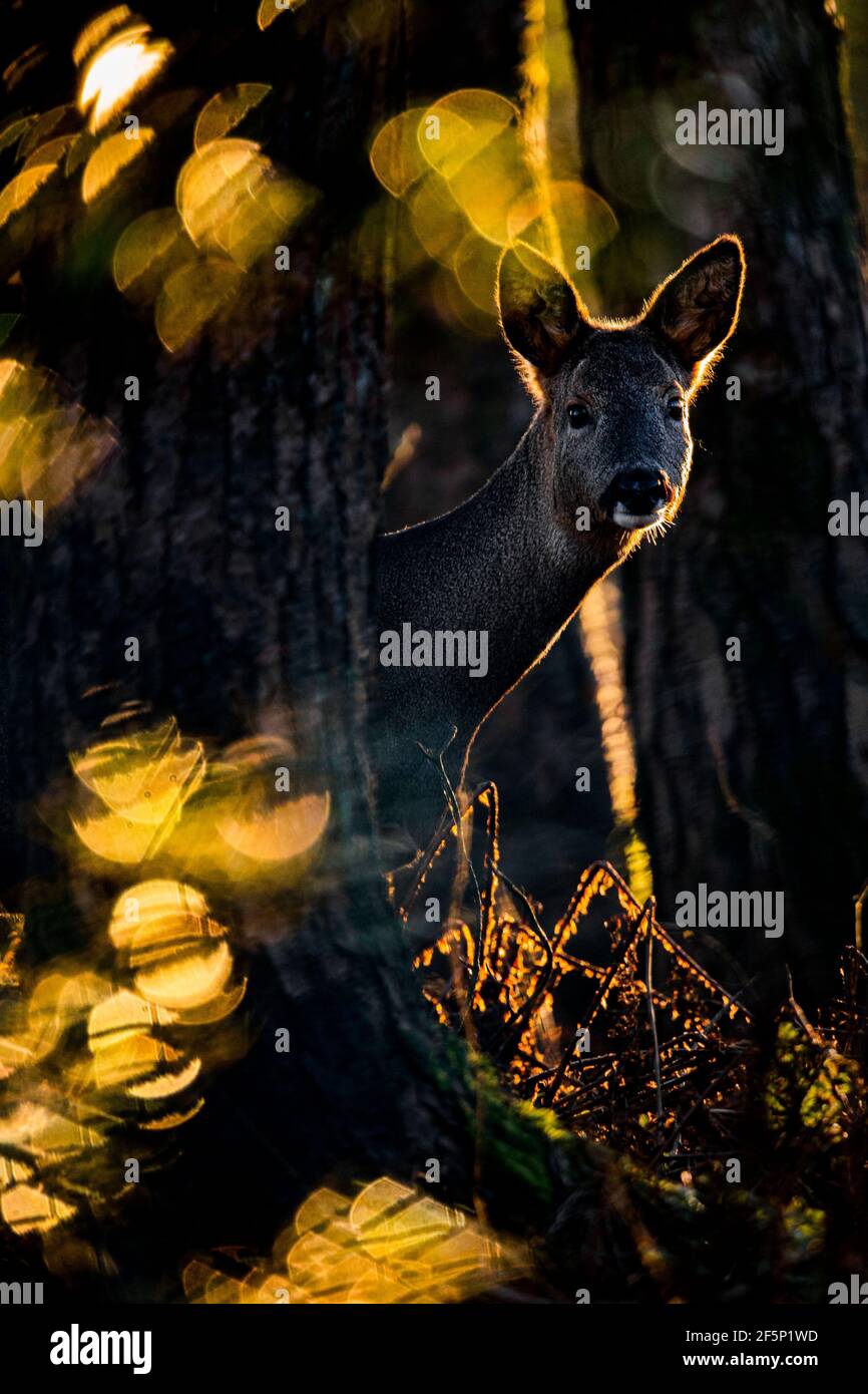 Roe deer pine forest hi-res stock photography and images - Alamy