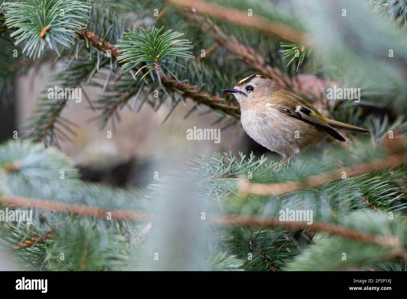 Gold crest in tree hi-res stock photography and images - Alamy