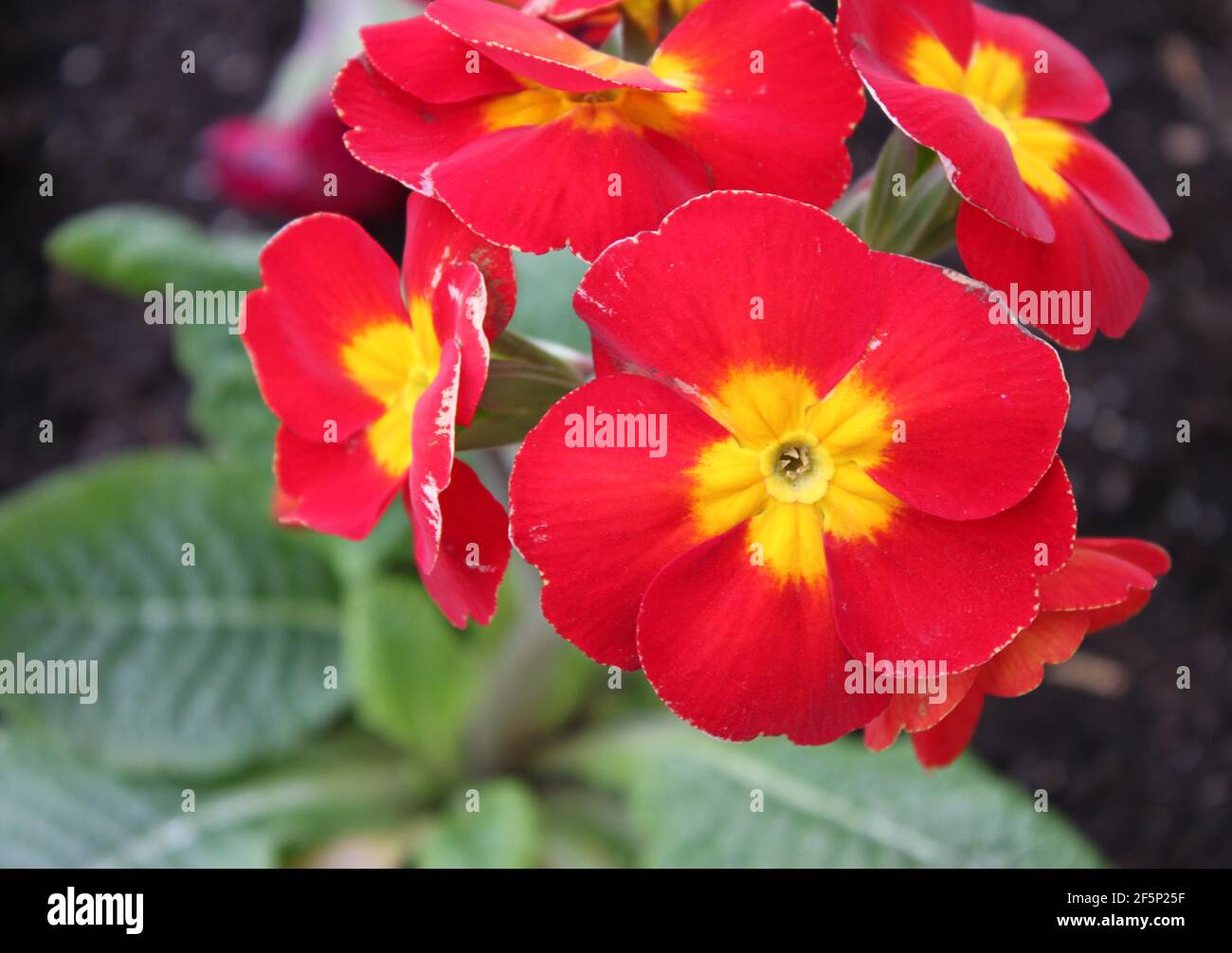 Primrose league disraeli hi-res stock photography and images - Alamy