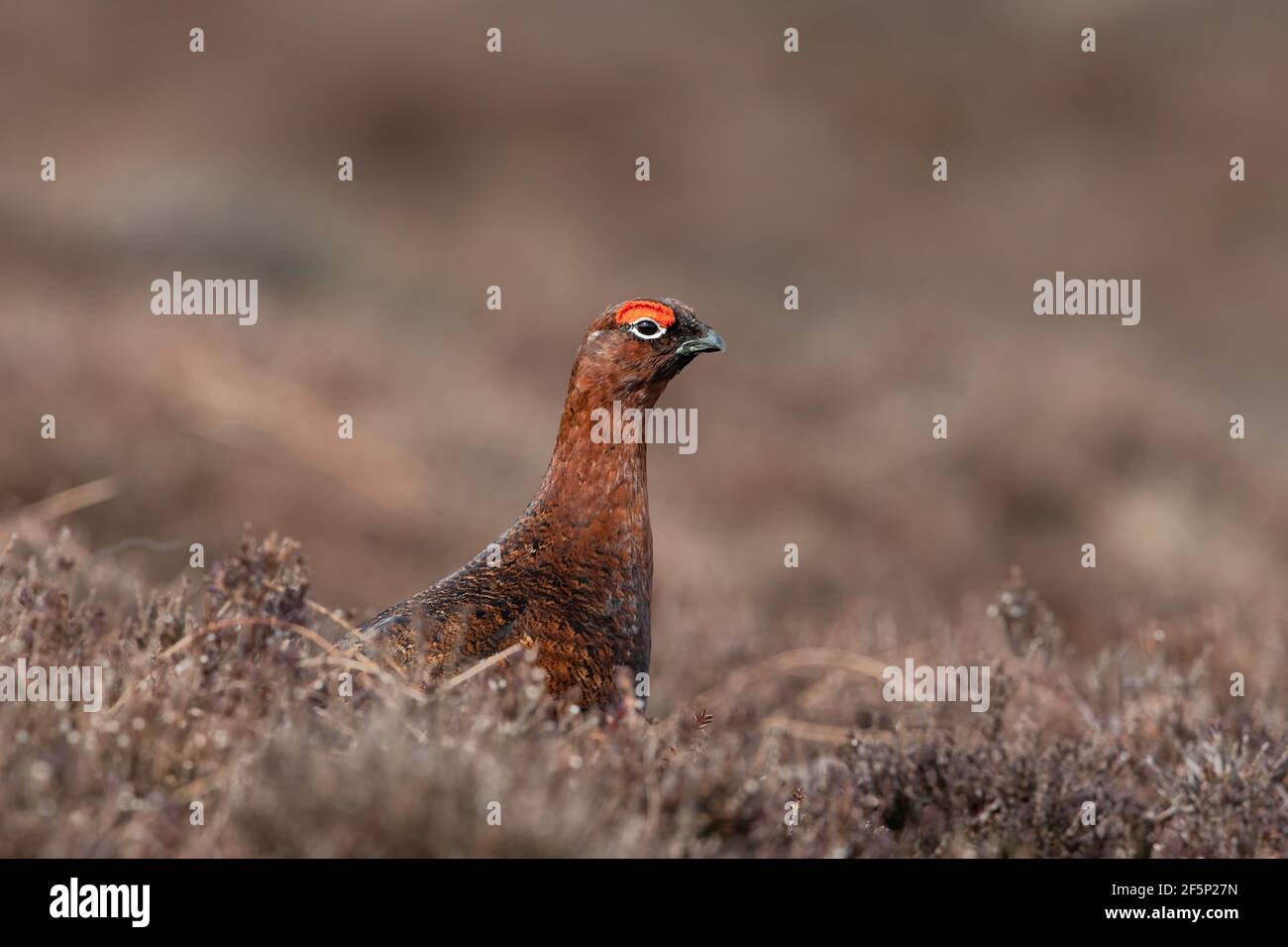 Red Grouse (Lagopus lagopus scotica) in the heather moorland of the ...