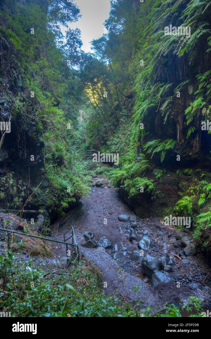 Los Tilos rainforest at La Palma, Canary islands, Spain Stock Photo - Alamy