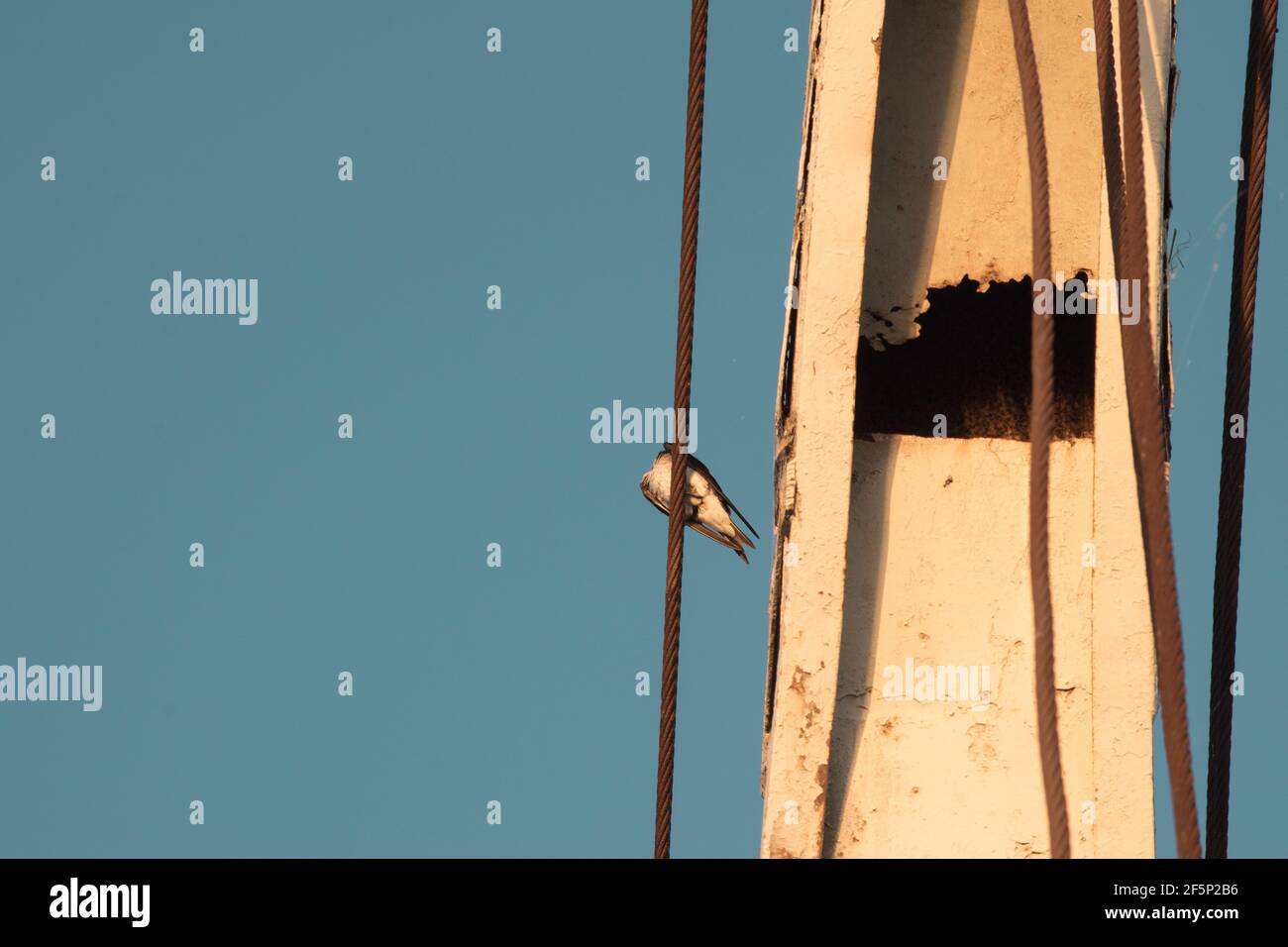 little bird on a wire Stock Photo - Alamy