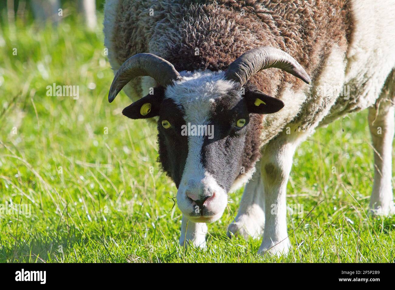 Sunny sheep hi-res stock photography and images - Alamy