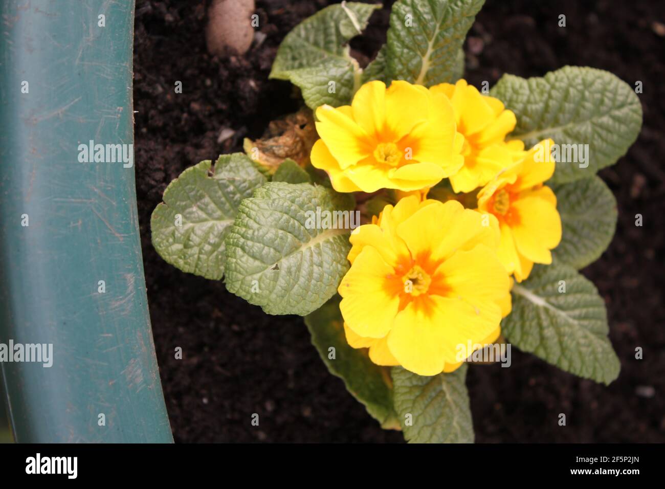 Primrose nursery hi-res stock photography and images - Alamy