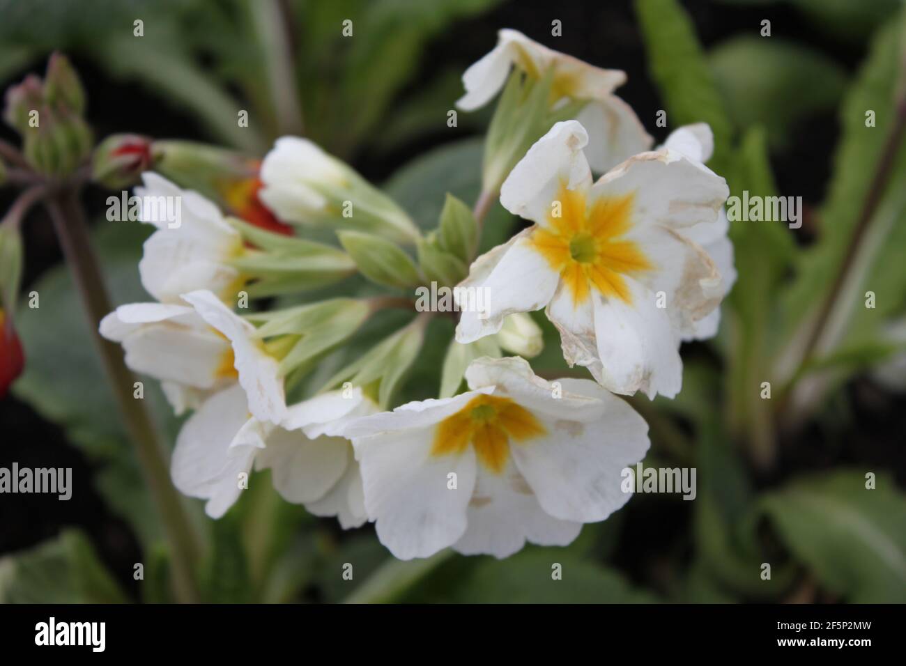 Primroses chelsea flower show hi-res stock photography and images - Alamy