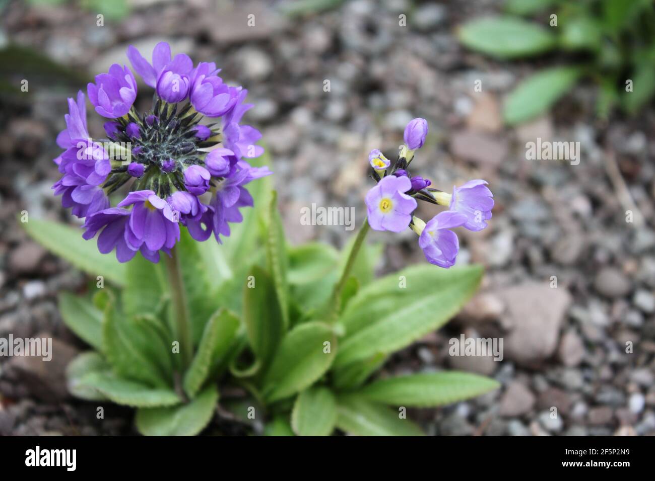 Blooms spring hi-res stock photography and images - Alamy