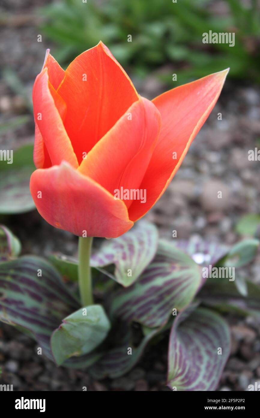 Dwarf Tulips High Resolution Stock Photography and Images - Alamy