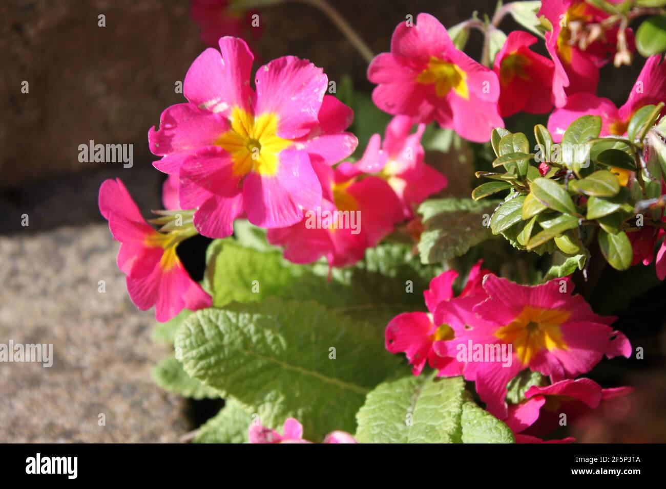 Bright pink flower with yellow centre hi-res stock photography and ...