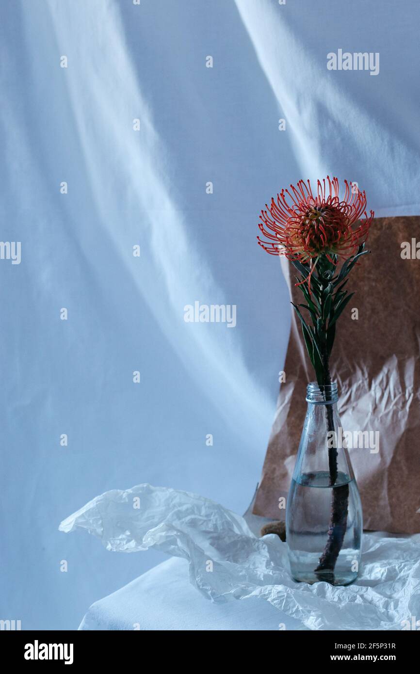 still-life with red exotic flower with craft paper background Stock ...