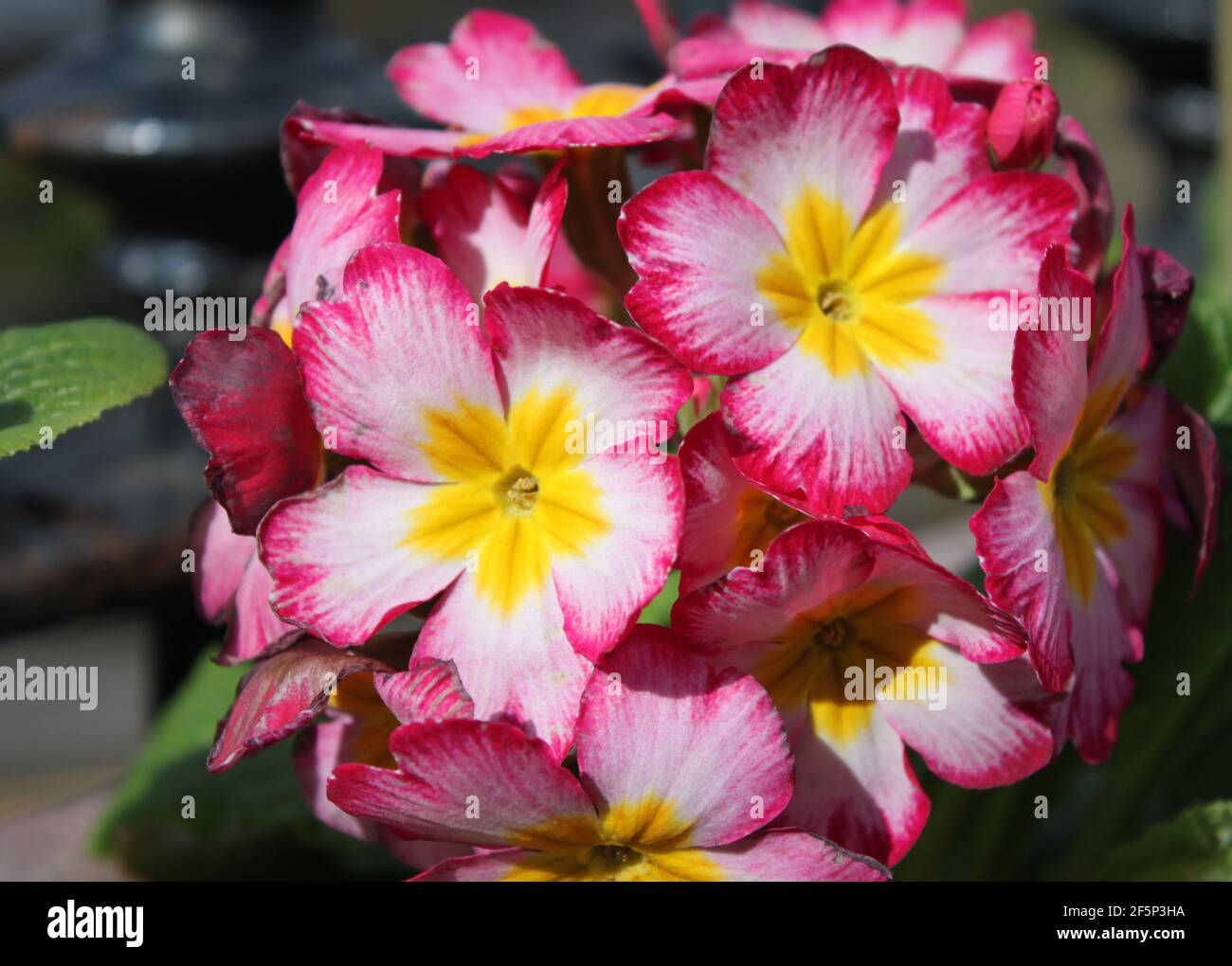 Primroses chelsea flower show hi-res stock photography and images - Alamy