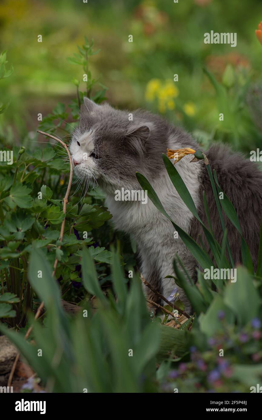 Freshness and pleasant aroma of summer herbs and flowers. Funny curious ...