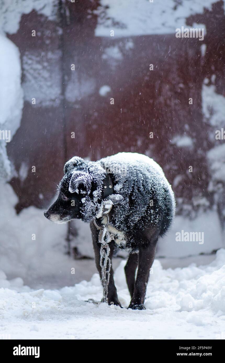 Frozen dog face hi-res stock photography and images - Alamy