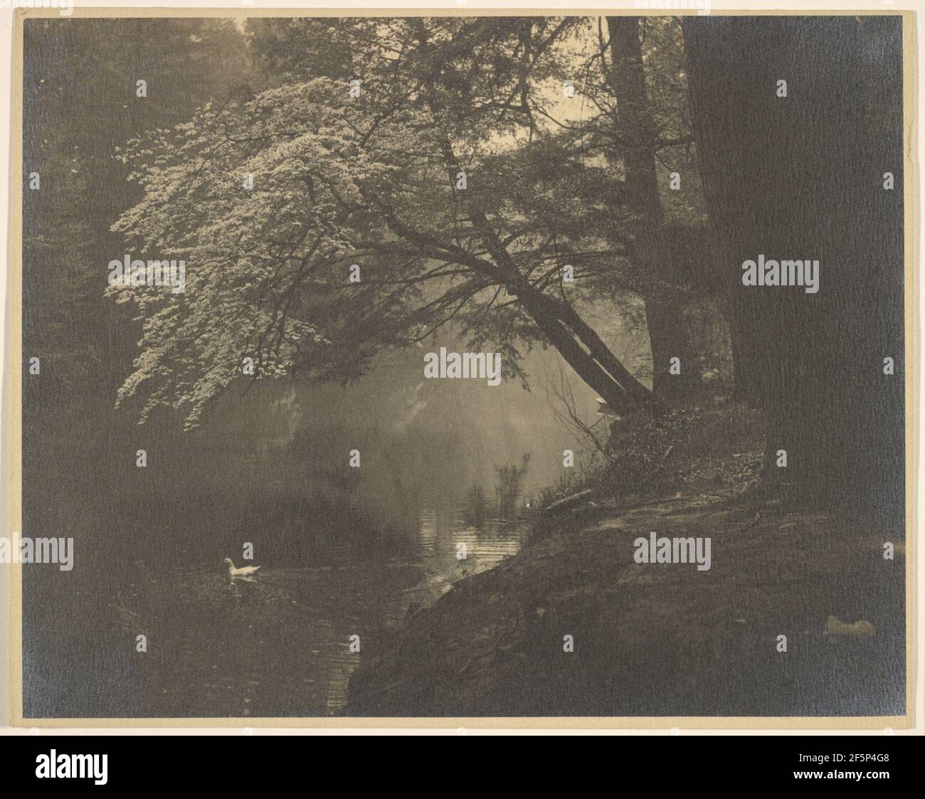 Swan on a stream. John G. Bullock (American, 1854 - 1939 Stock Photo ...