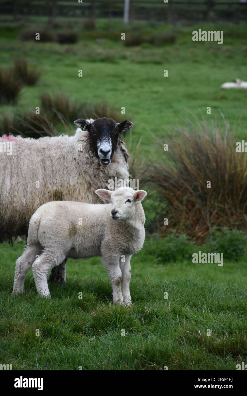 Sheep bleating with a lamb in a green grass field Stock Photo - Alamy