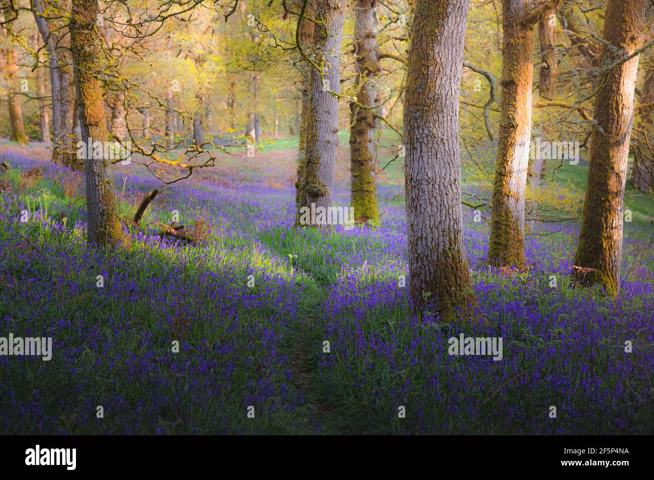 Dappled light on a forest woodland of colourful bluebells ...