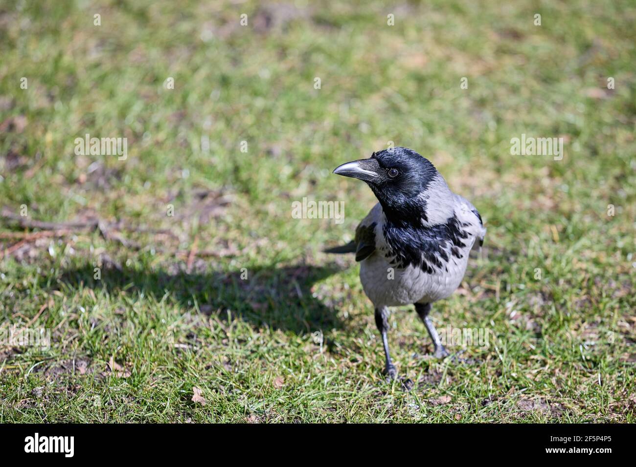 Hooded crow (Corvus cornix); Copenhagen, Denmark Stock Photo - Alamy