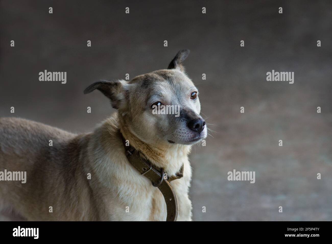 Mongrel dog smart eyes looking. Portrait of adorable puppy. Dog ...