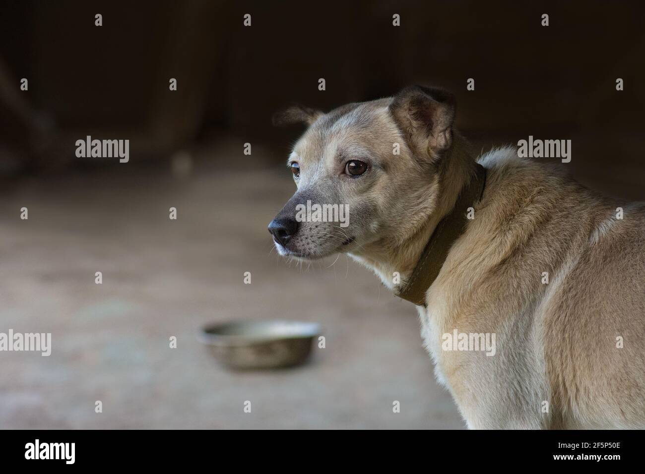 Hungry dog stands near an empty bowl in a dog shelter. Hungry homeless ...