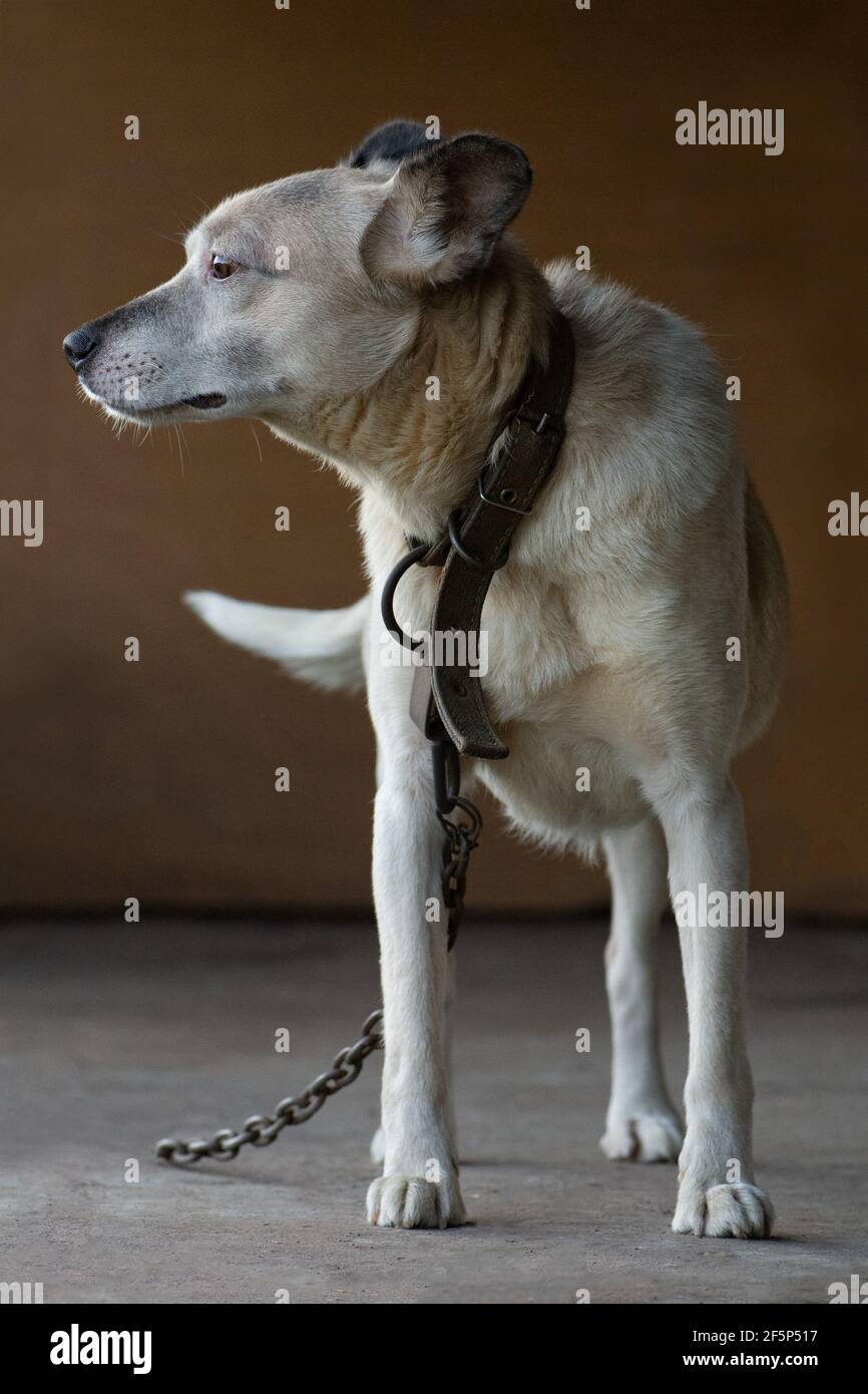 Dog tore off his leash and ran away from the owner. Frightened, lost ...