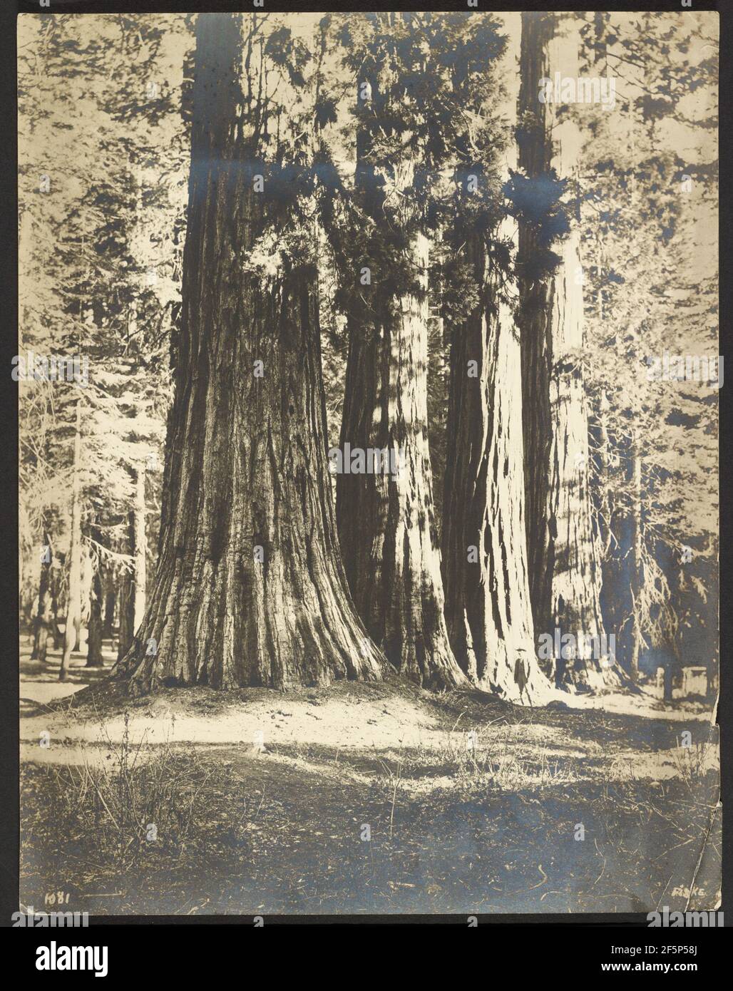 The Guardsman, Mariposa Grove. George Fiske (American, 1835 - 1918 ...