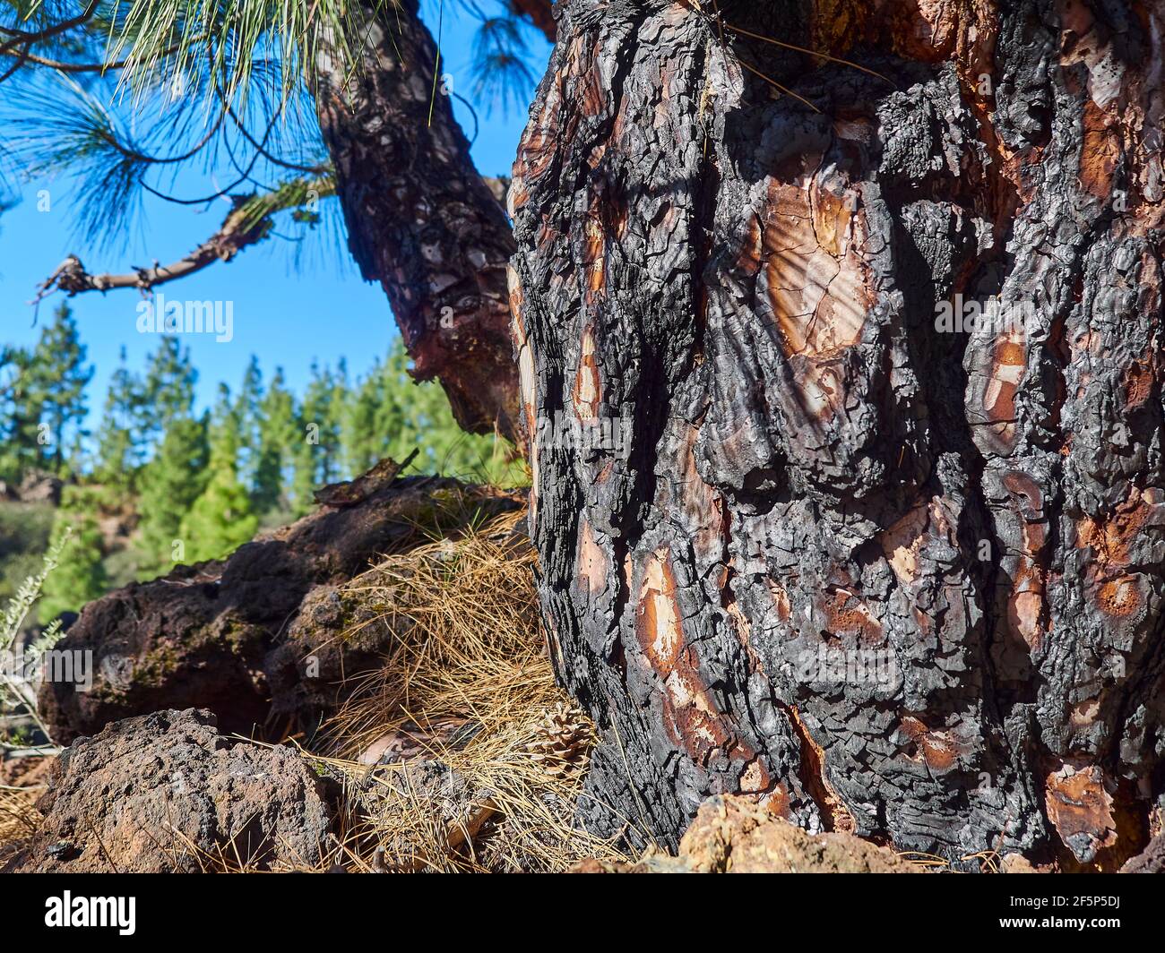 close up of details of burnt tree bark after a forest fire on the ...