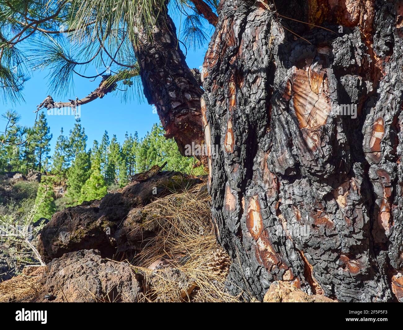 Burnt tree hi-res stock photography and images - Alamy