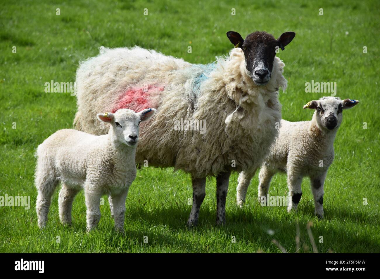Adorable sheep family with two lambs in a field Stock Photo - Alamy