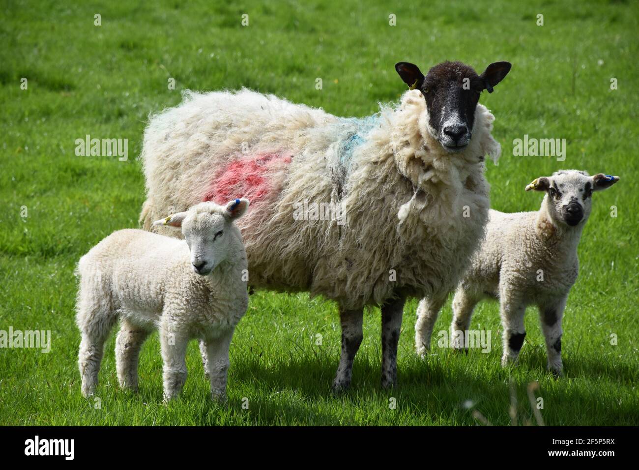 Farmland with a trio of lamb and sheep in a pasture Stock Photo - Alamy