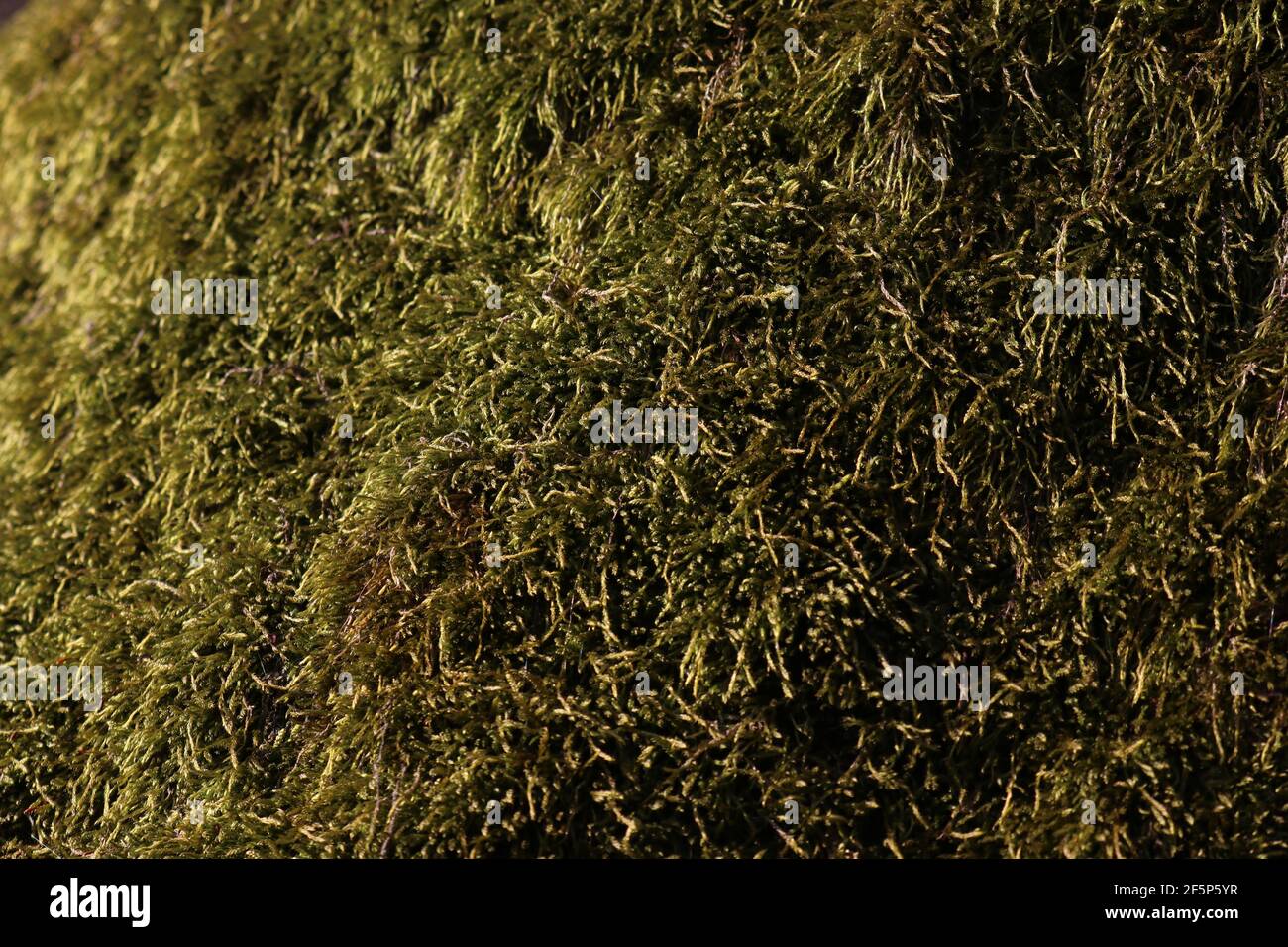 Full frame of moss hi-res stock photography and images - Alamy