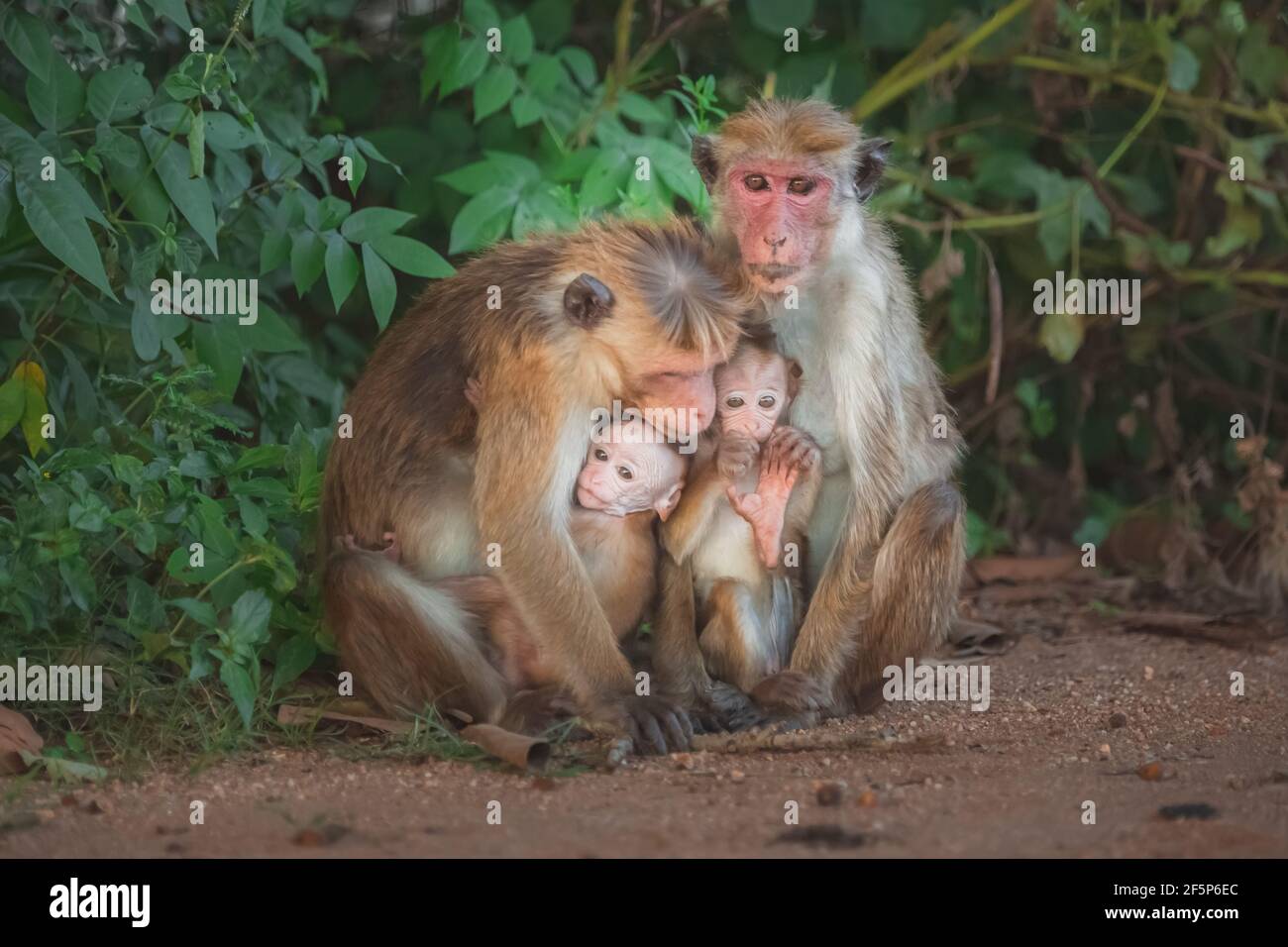 A family of toque macaques (Macaca sinica), old world monkeys, with two ...