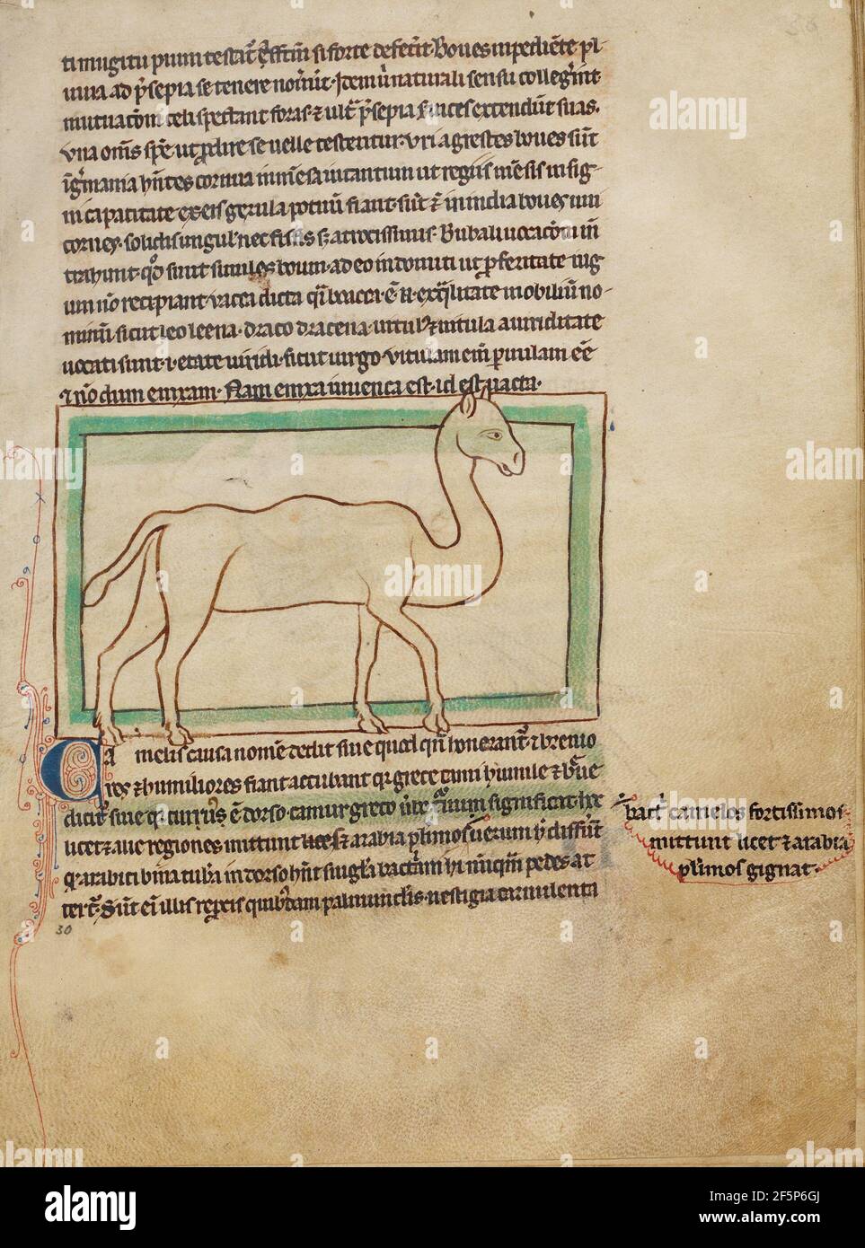 Camel unknown hi-res stock photography and images - Alamy