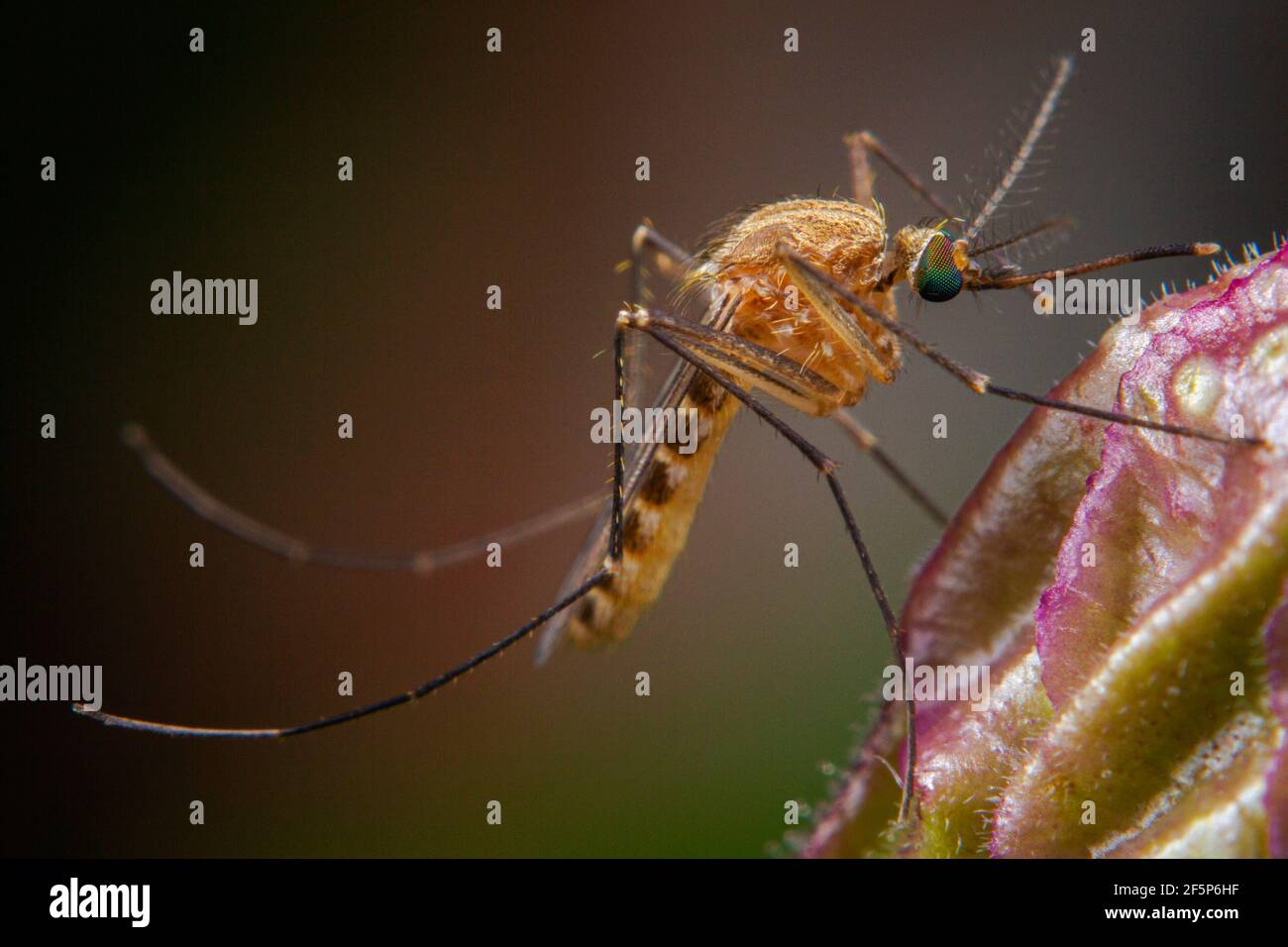 Avoid mosquito Itchy, irritating bites and diseases transmitted by ...