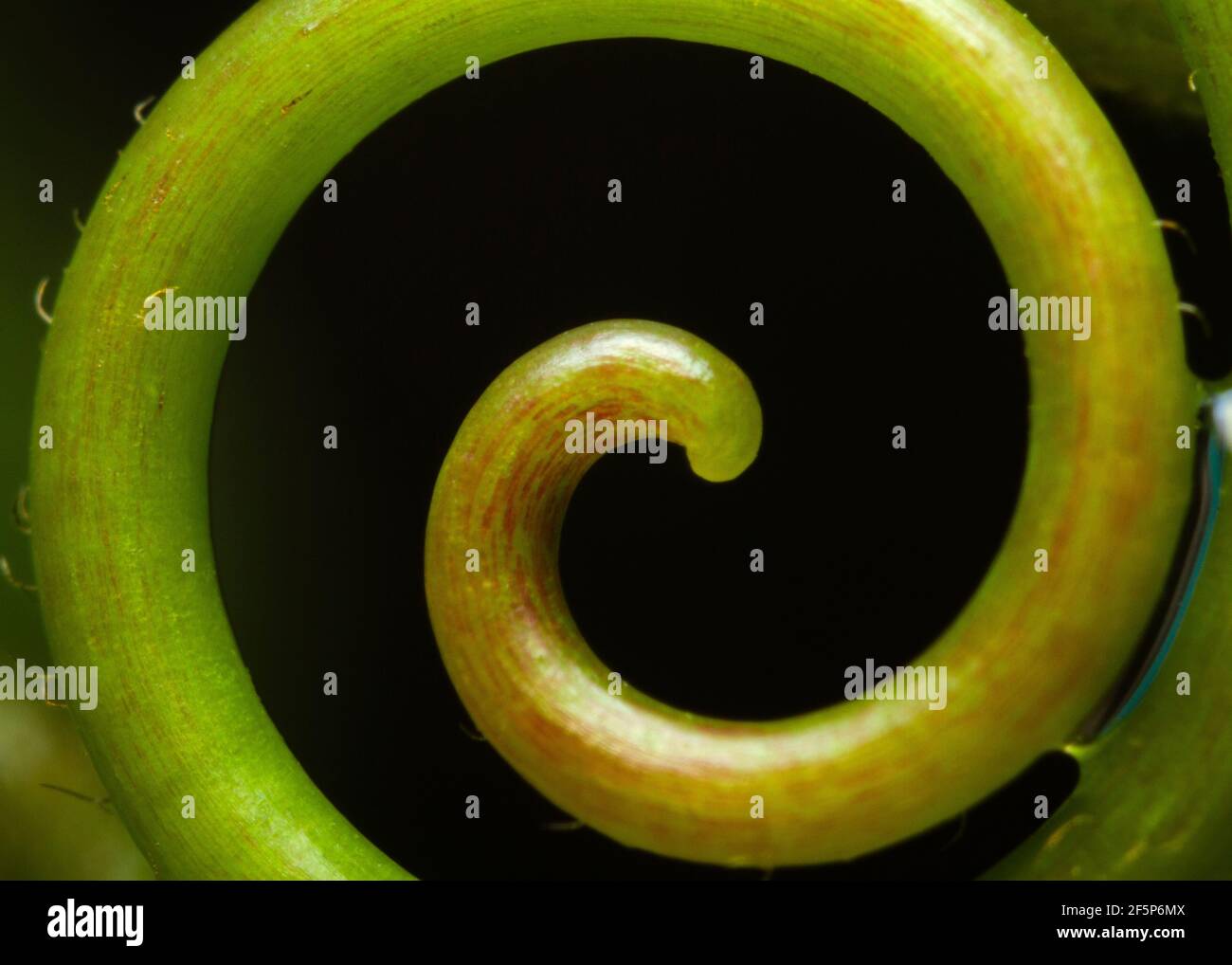 Passion flower climbing tendril hi-res stock photography and images - Alamy