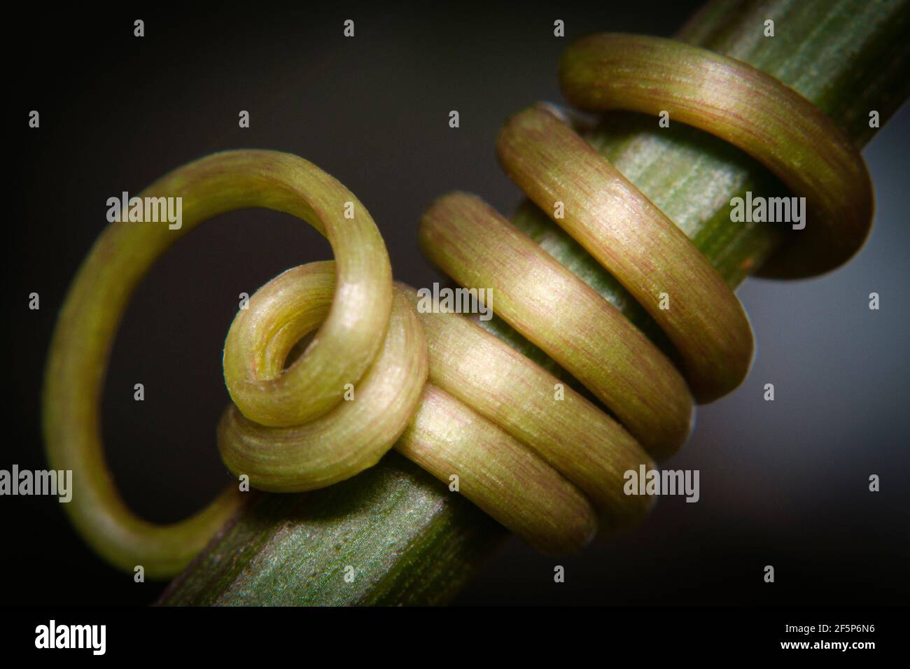 Passion flower climbing tendril hi-res stock photography and images - Alamy