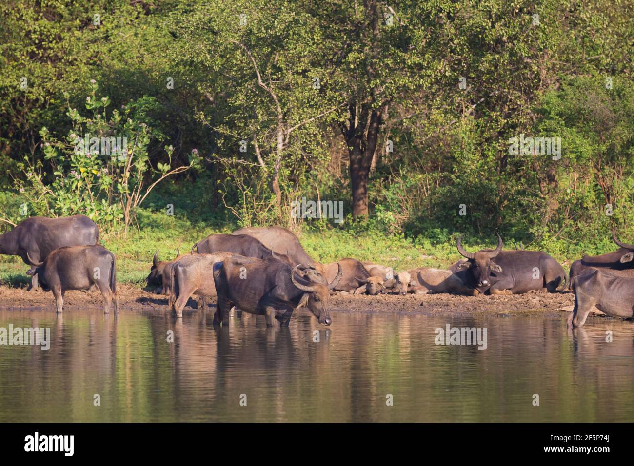 A herd of wild water buffalo (Bubalus arnee) at a watering hole in the ...