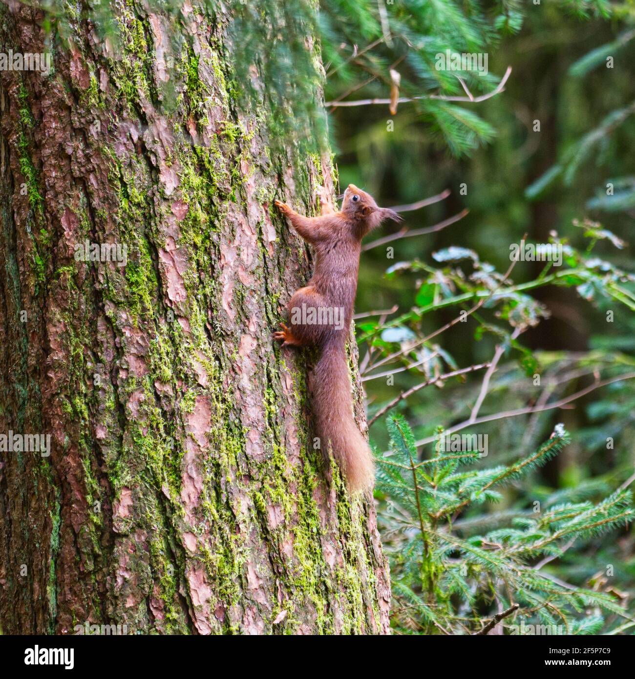 Dermatophytosis red squirrels hi-res stock photography and images - Alamy