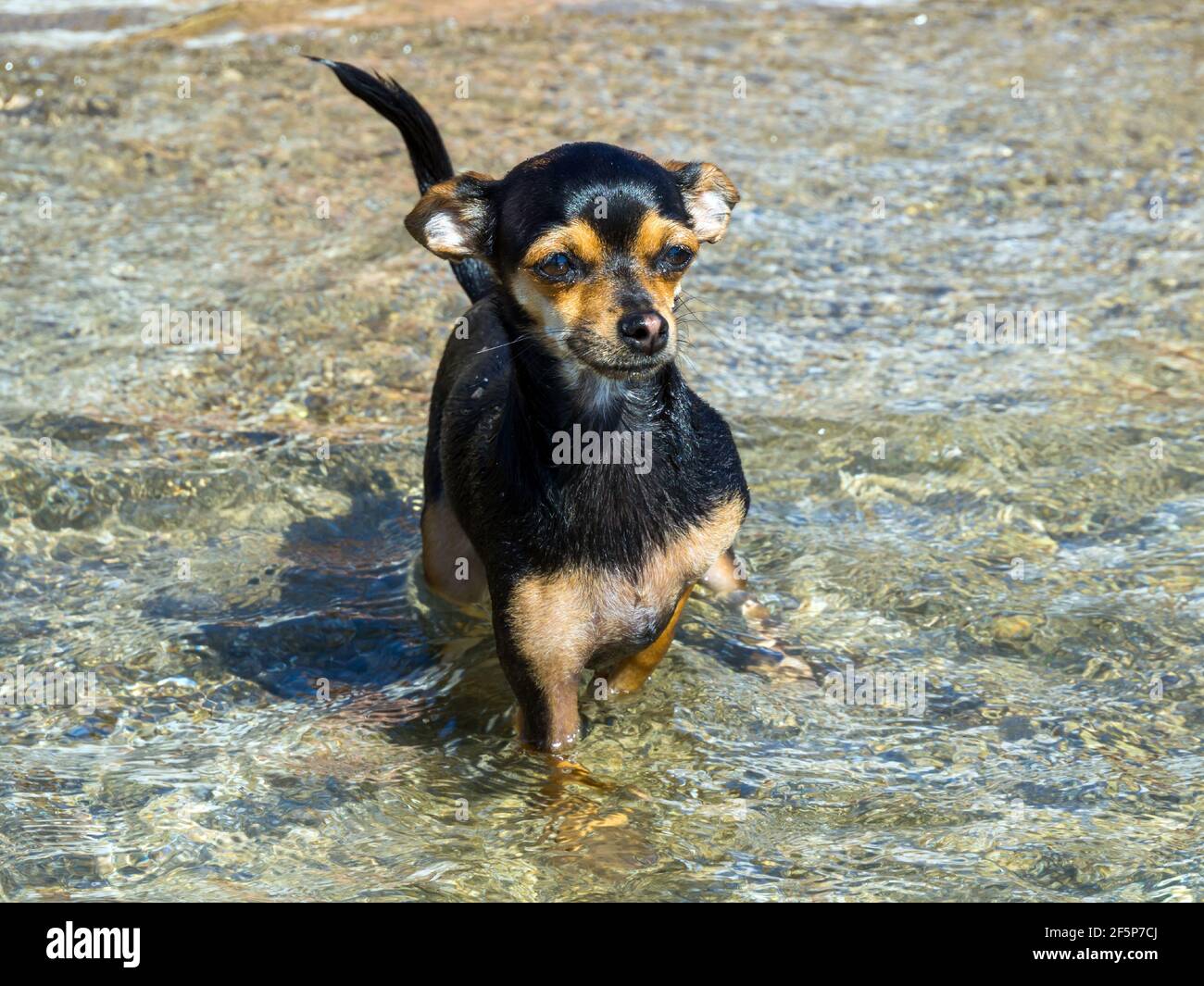 Paws in the water hi-res stock photography and images - Alamy
