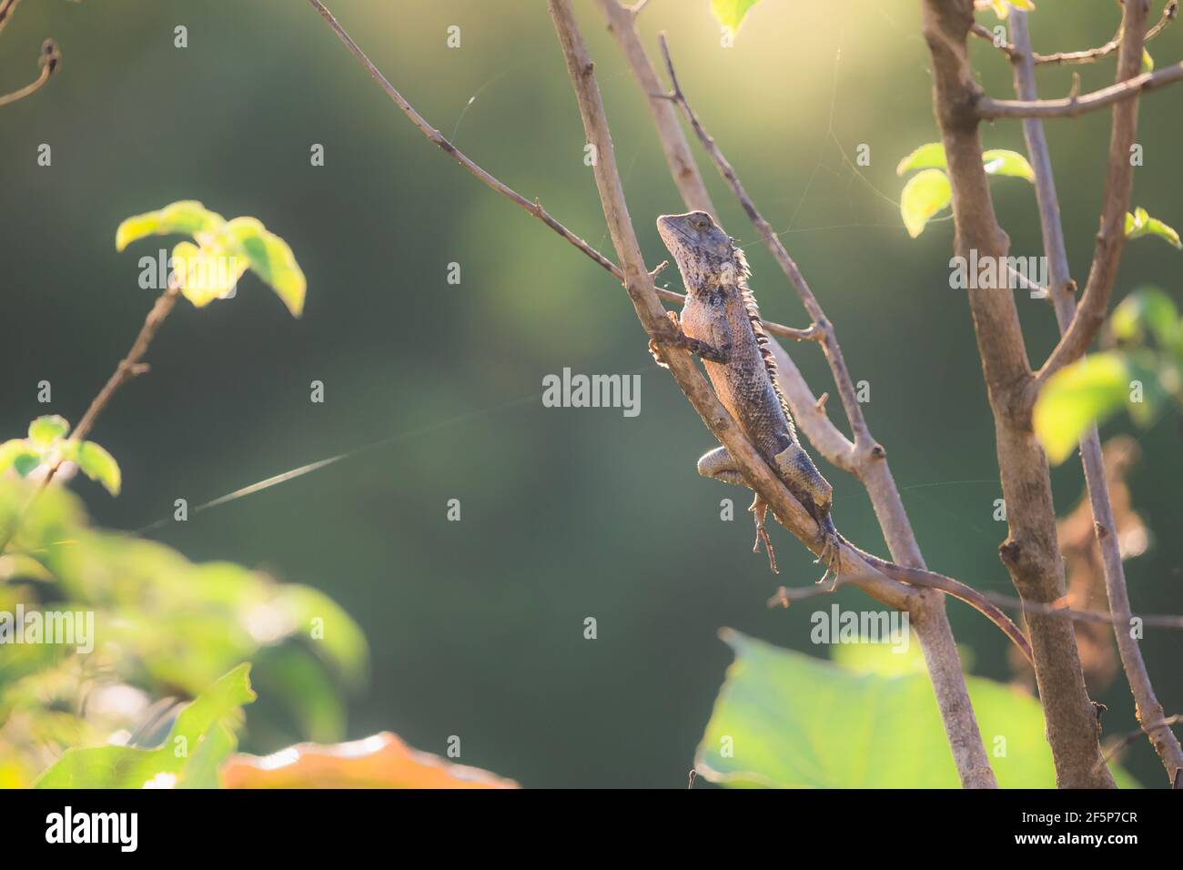 Wildlife portrait of an Oriental Garden Lizard (Calotes versicolor ...