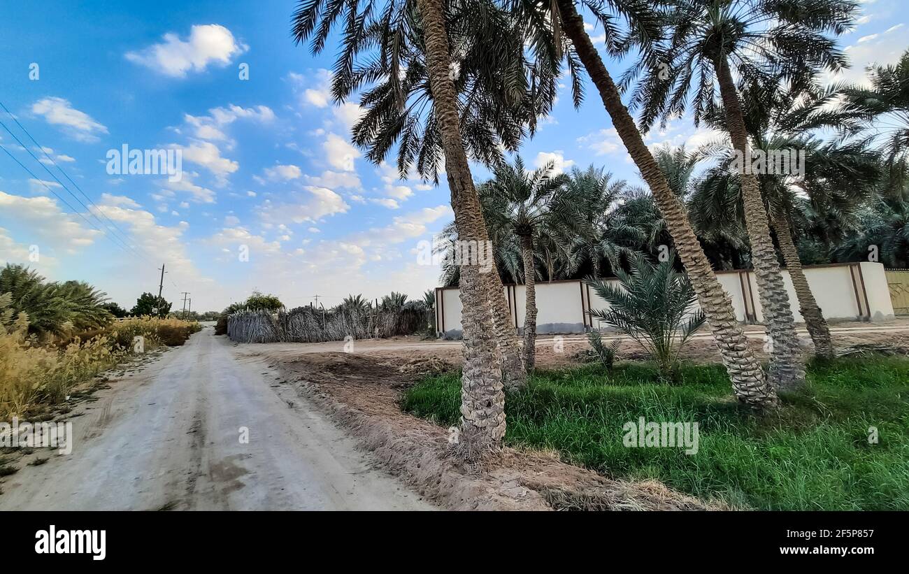 Sandy single lane road in a rural area with tall palm tree trunks under ...