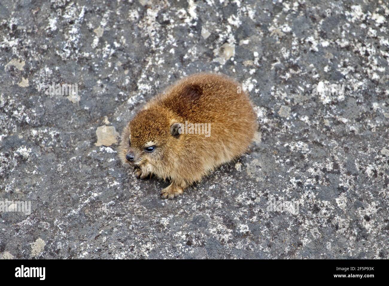 Cape Town Marmot Stock Photo - Alamy